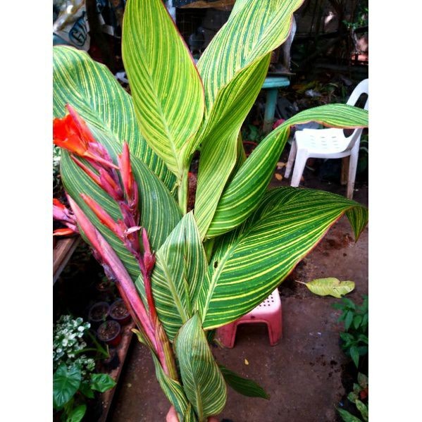 Canna Lily Variegated Bengal Tiger flowering rare cultivar Seedlings ...