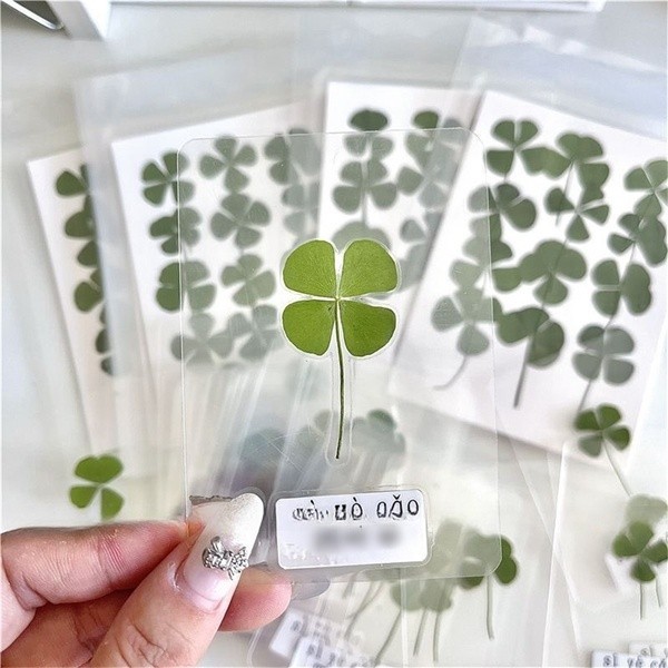 Steve Cute four-leaf Clover plastic-sealed Specimen air-dried four-leaf ...