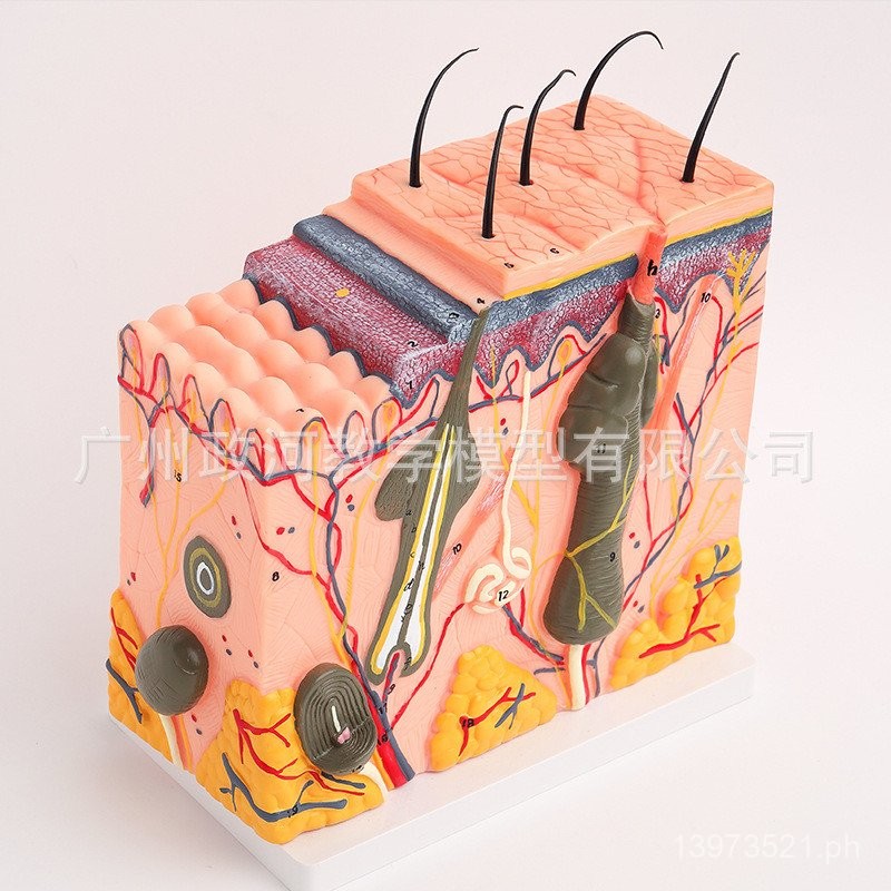Human Skin Tissue Structure Enlarged Anatomy Model Beauty Care. 3D Skin ...
