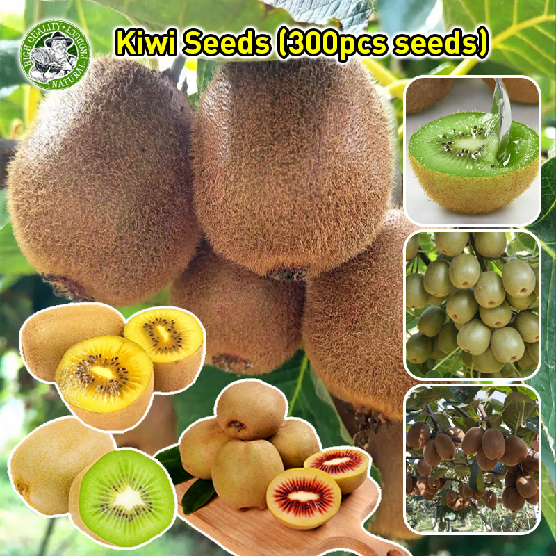 High Quality Edible Dwarf Kiwi Seeds Kiwi Fruit Seeds Organic Kiwi ...