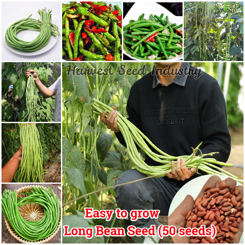 High Yield Organic Cowpea Vegetable Seeds for Planting (50 Seeds) Chinese Long Bean Seeds ...