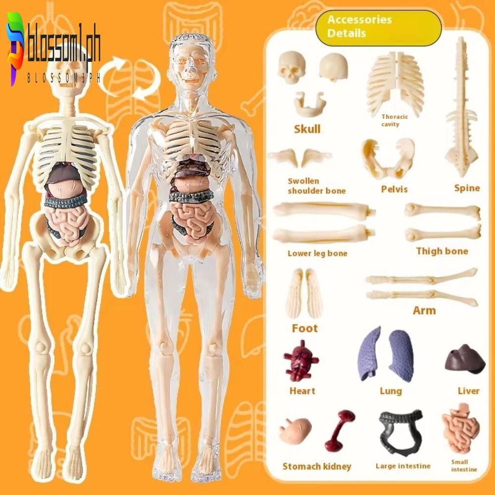 3D human torso model skeleton toy skeleton simulation teaching aids ...