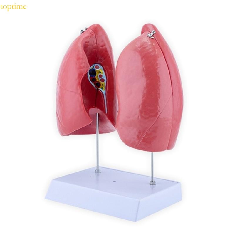 Top Educational Human Lung Anatomy Model Detachable Anatomical Human ...