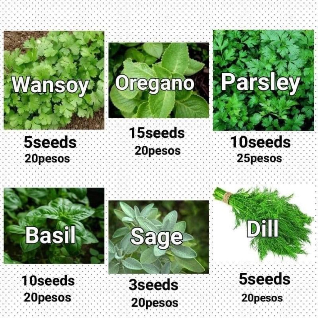 HERBS and SPICES SEEDS - Sage, Basil, Parsley, Oregano, Wansoy, Dill ...