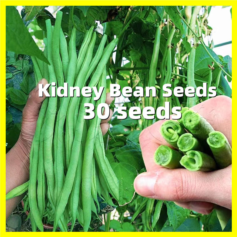 Kidney Bean Seeds 30pcs Organic Vegetable Seeds Green Beans Seeds Snap ...