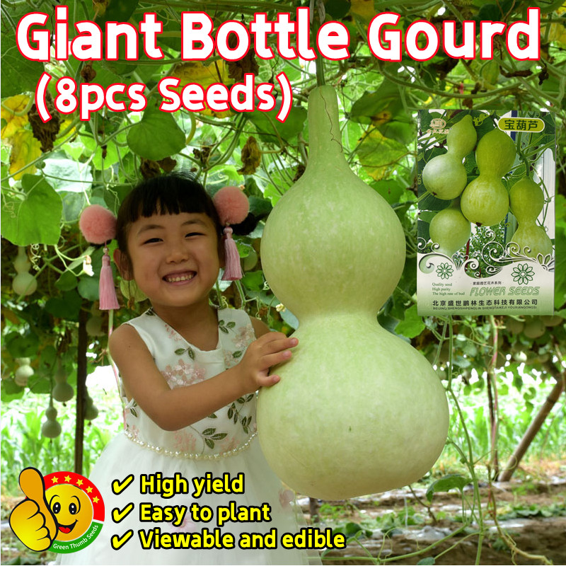 Original High Yield Giant Bottle Gourd Seeds for Sale Fresh 8pcs Rare ...