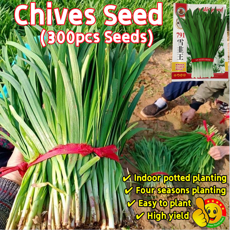 Original Chinese Chives Seeds for Sale Fresh 300pcs Chives Seeds for ...