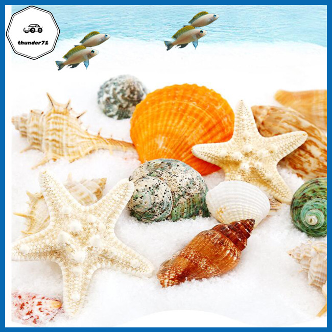 Thunder7 11pcs Hermit Crab Shells Medium Small Growth Seashells Sea ...