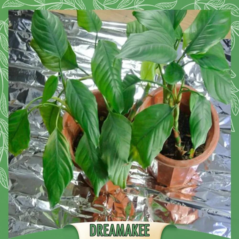[dreamakee.ph] High Silver Reflective Mylar Film Foil Sheet For Garden ...