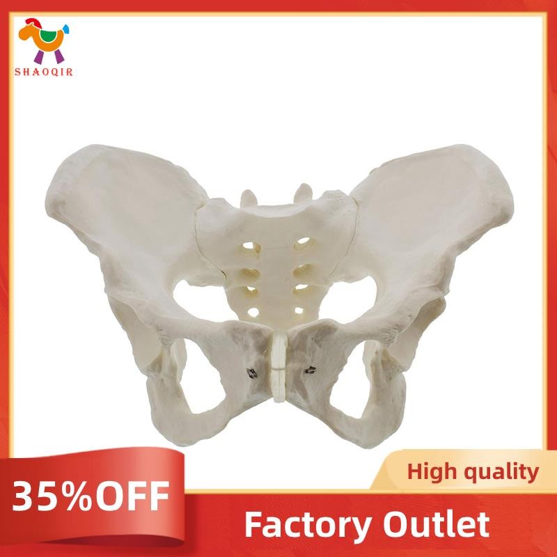 Hot Sale Life Size Female Pelvis Model, Hip Model - Female Anatomy ...