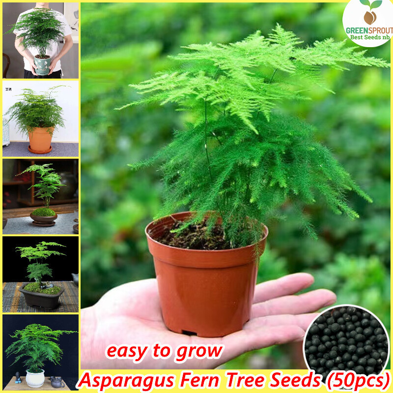 Asparagus Fern Tree Seeds Bonsai Seeds Flower Seeds Potted Live Plants ...