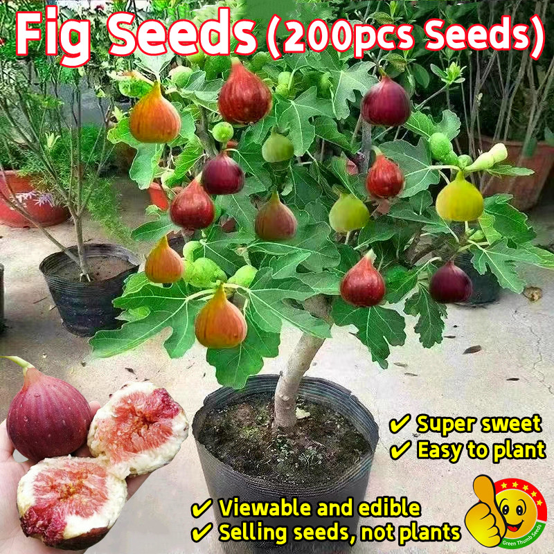 Original Sweet Bonsai Fig Seeds for Sale Fresh 200pcs Edible Fig Tree Plants Seeds Ficus Carica ...