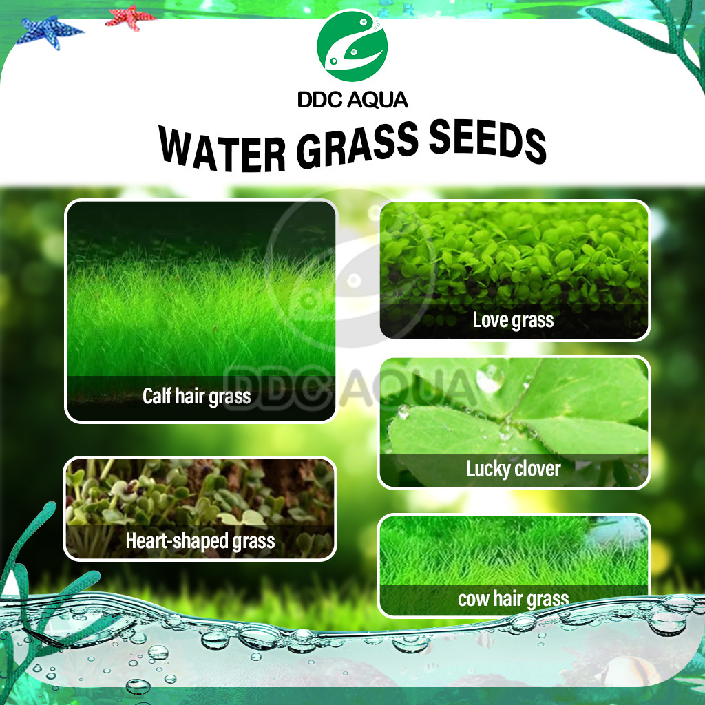 5 Grams Rumput Air Akuarium Water Plants Aquatic Plant Seeds Aquarium ...
