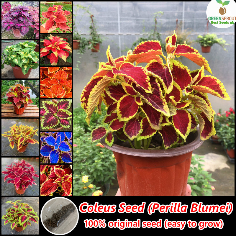 100pcs High Quality Coleus Seed Mayana Varieties Plants Gardening ...