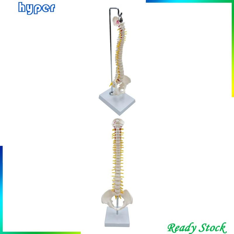 [ Human Spine Model Vertebral Column 17.7" Life Size with Vertebrae ...