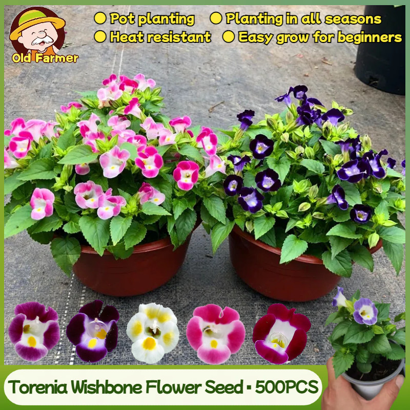 Original Mixed Color Torenia Wishbone Plant Flower Seeds Torenia Seeds ...