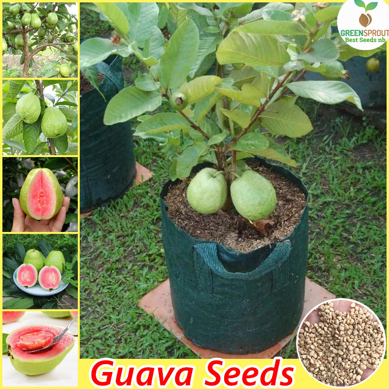 High Quality Fresh Guava Growing Seeds (100seeds) Gardening Organic ...