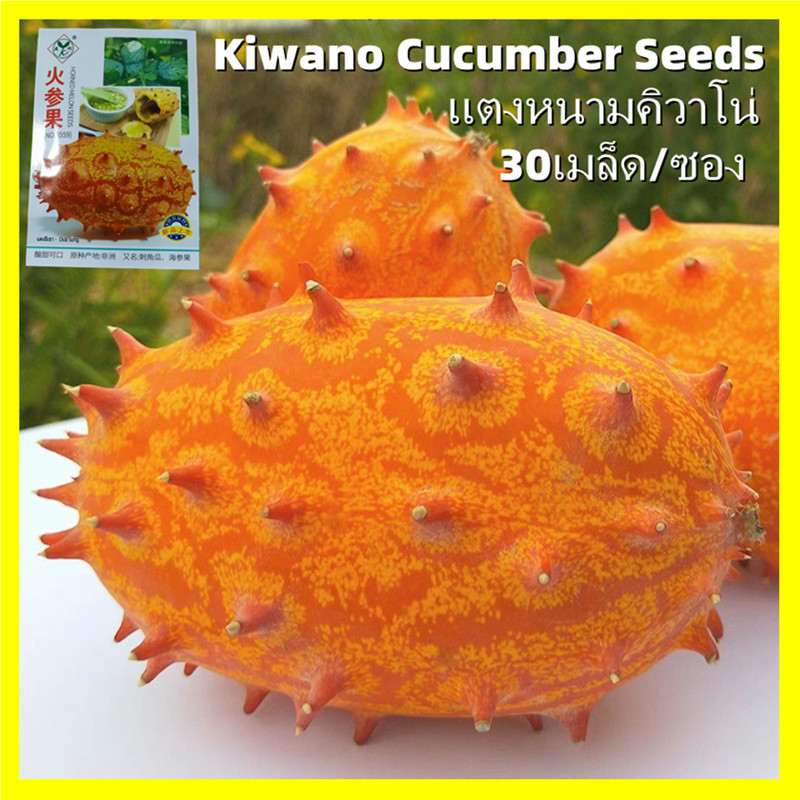 Rare Fire Ginseng Fruit Seeds-High Yield 30 Seeds Sweet Juicy Kiwano ...