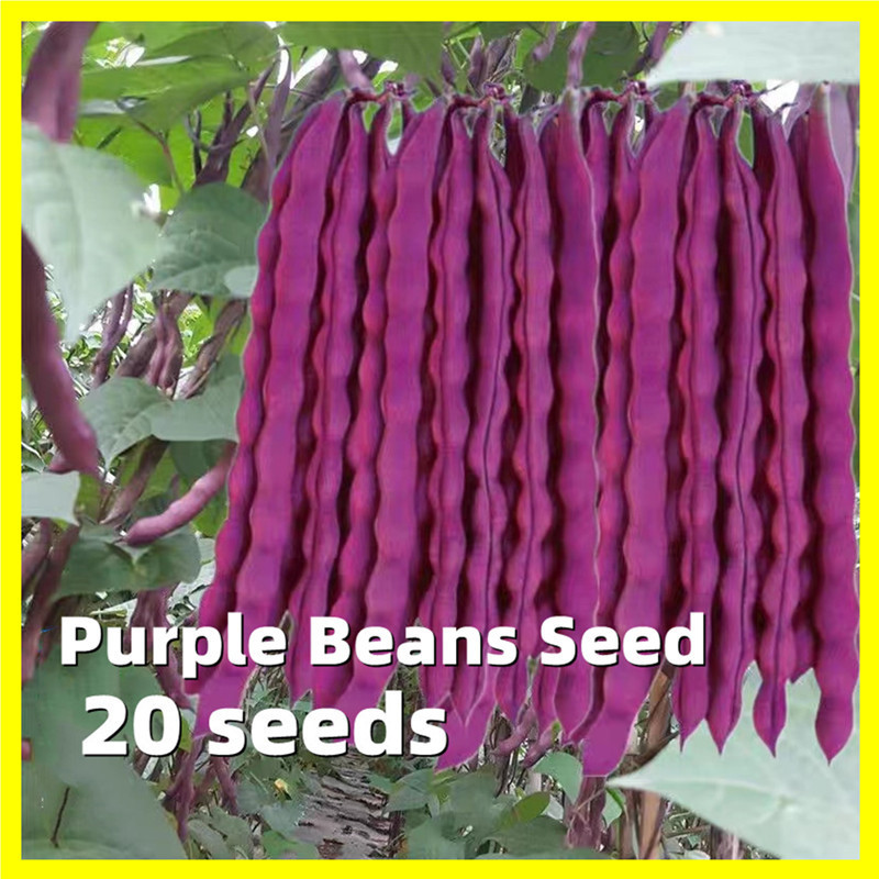 Purple Beans Seeds 20pcs High Yielding Purple String Bean Seeds Big Purple Robe Kidney Bean ...
