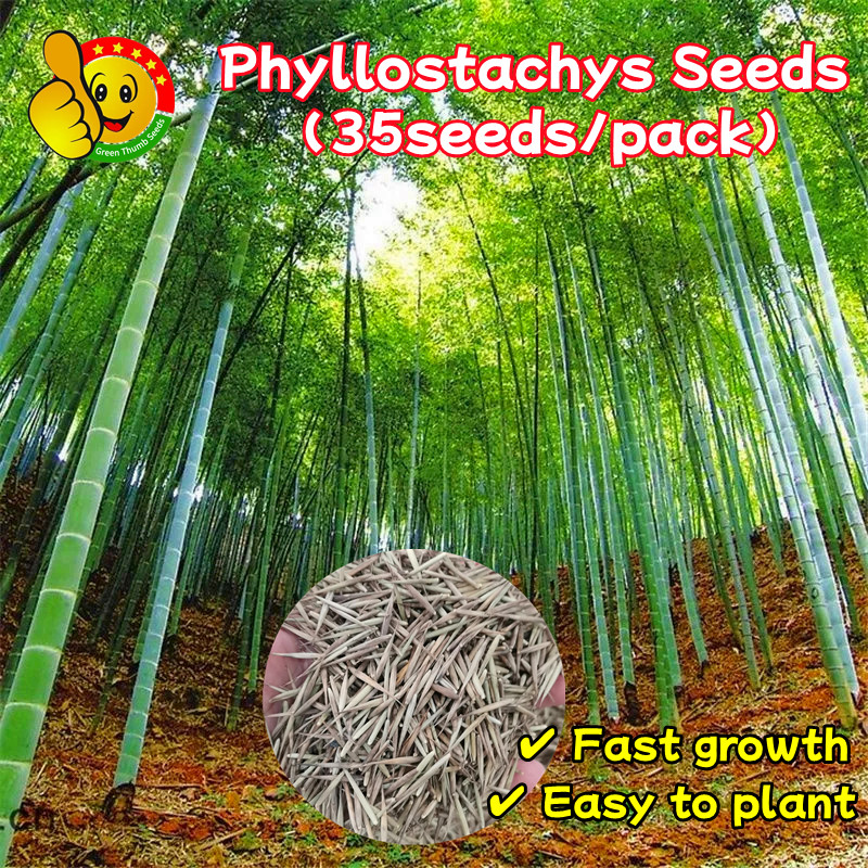 Fresh 35pcs Moso Bamboo Phyllostachys Seeds Phyllostachys Plant Seed ...
