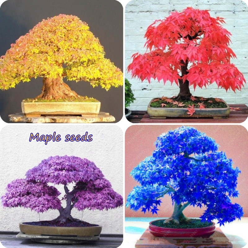 Philippines Ready Stock 50pcs Multicolor Maple Seeds Bonsai Blue Maple ...