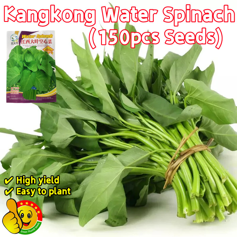 100% Original Big Leaf Water Spinach Seeds 150pcs F1 Kangkong Seeds ...