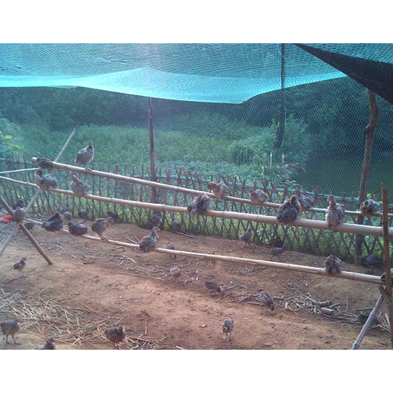 2.4x20/50M Chicken Fence Mesh Bird-Proof Net Floral Netting Gardening ...
