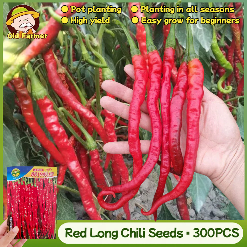 100% Original Red Long Chili Seeds for Planting Vegetables 300pcs Super ...