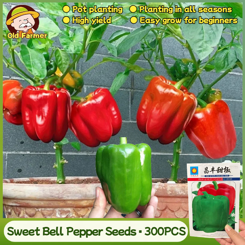 100% Original Sweet Bell Pepper Seeds Vegetables Plants 300pcs Organic ...