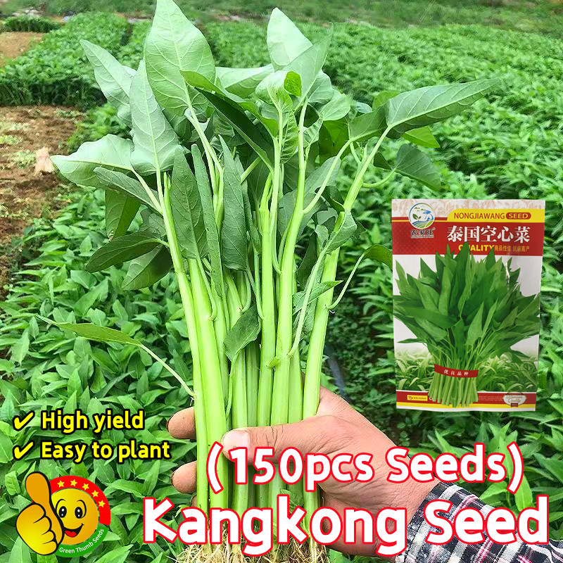 100% Original Kangkong Water Spinach Seeds 150pcs High Yield Willow ...