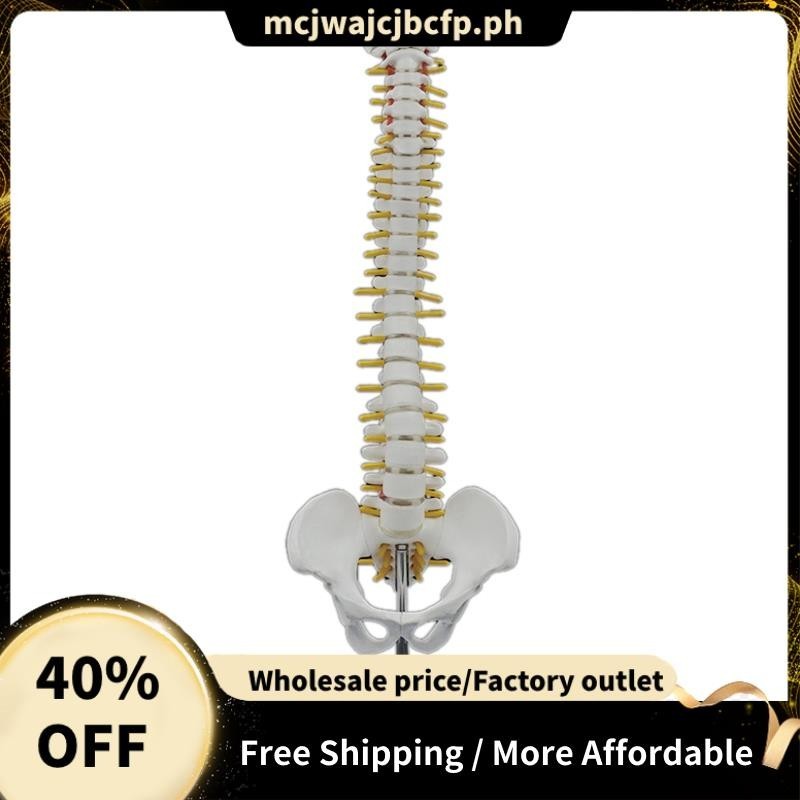 Perfect 45CM Human Spine with Pelvic Model Human Anatomical Anatomy ...