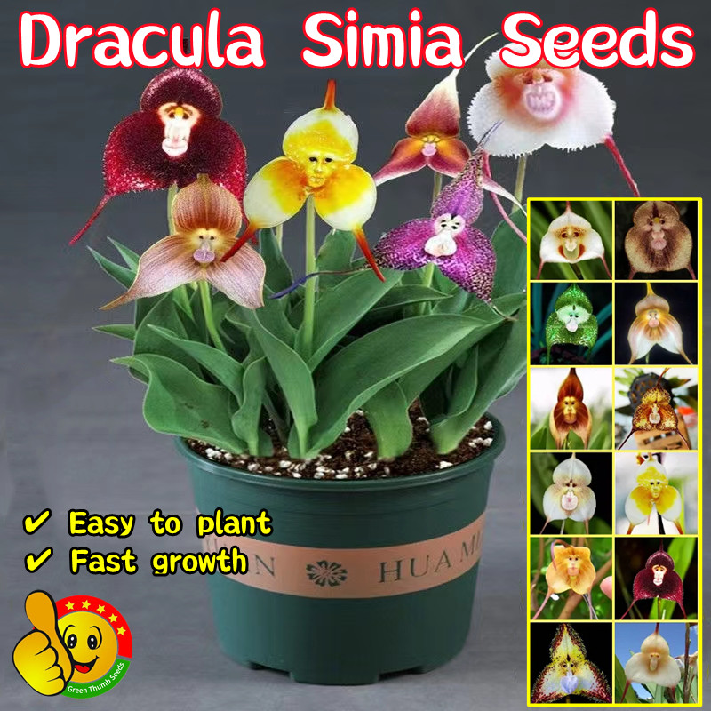 100% Original Rare Dracula Simia Seeds for Sale Fresh 20pcs Bonsai ...