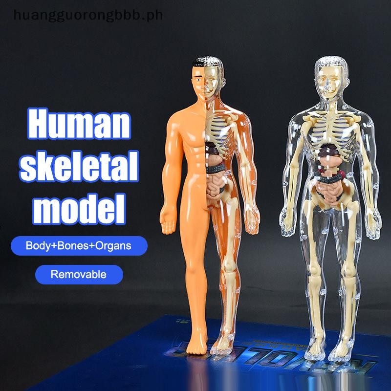 [HGB] 3D Human Skeleton Organ Anatomy Scientific Model Kit Kids Body ...