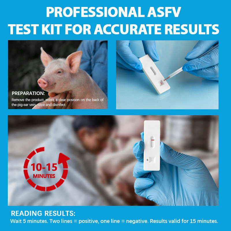 African Swine Fever detection ASF testing kits diagnostics Pig disease ...