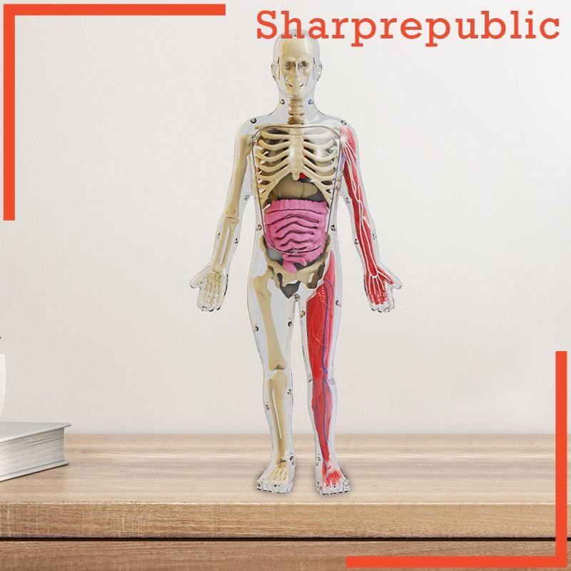 [Sharprepublic] Human Body Kits Toy Removable Organs Human Body Organ ...