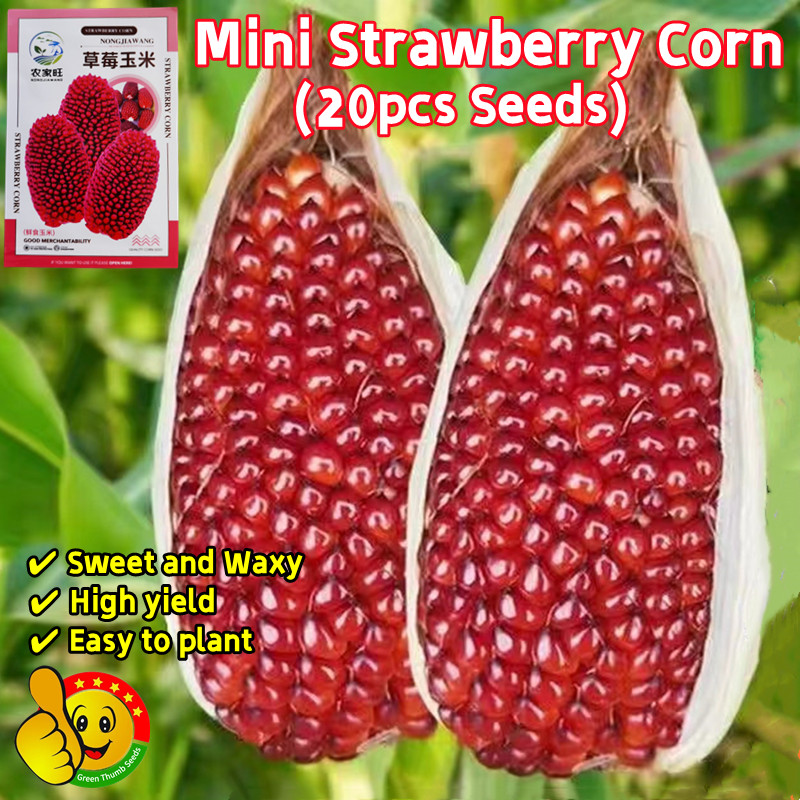 Sweet Glutinous Mini Strawberry Corn Seeds for Sale Fresh 20pcs for ...
