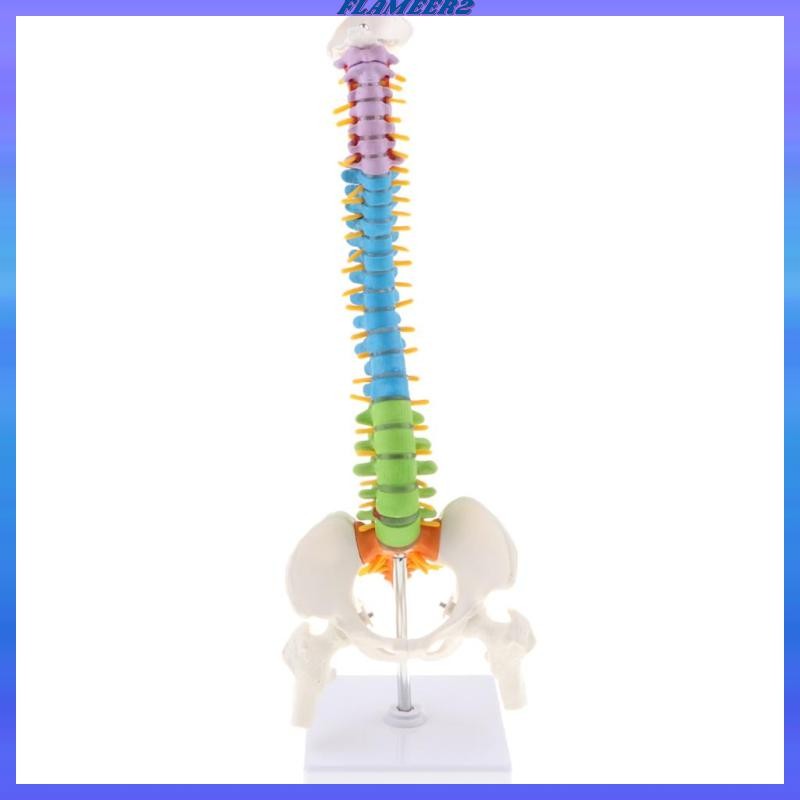 [Flameer2] 45cm Flexible Spine with Pelvis & Femur, Color Coded, Life ...