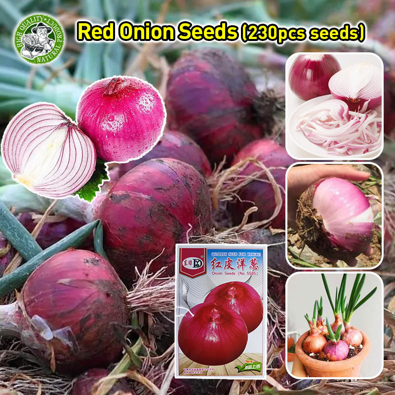 100% Fresh Red Onion Seeds Pulang Sibuyas Vegetable Garden Seeds Red ...