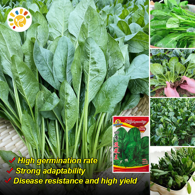 100% Original Spinach Seeds for Planting Vegetable Plants 200pcs Large ...