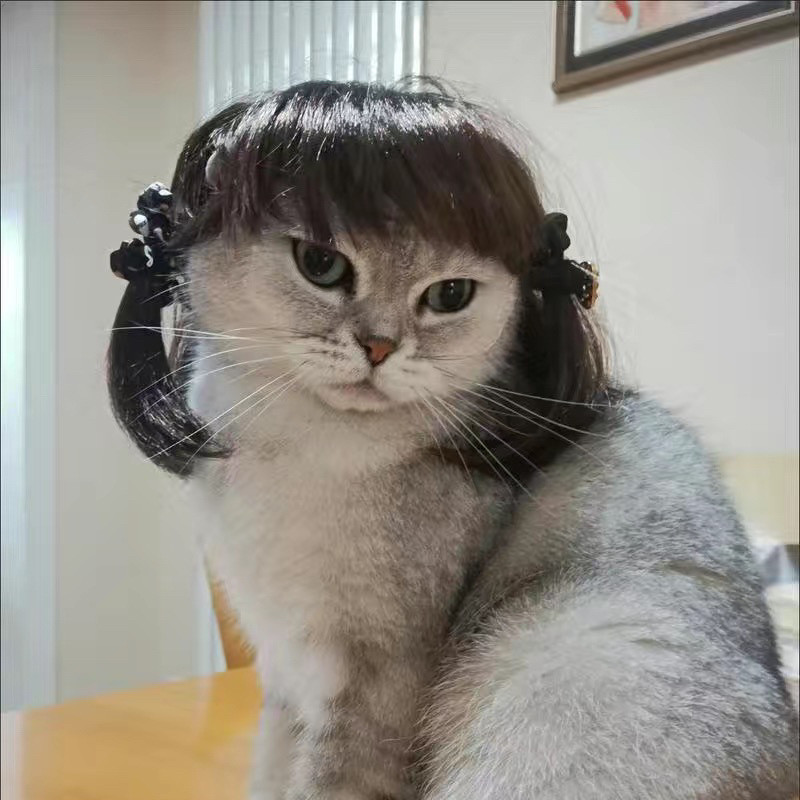 Pet headwear funny cat wig cute dress dog headgear party photography ...