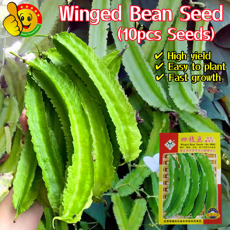 Original High Yield Winged Bean Seeds for Planting Fresh 10pcs F1 ...