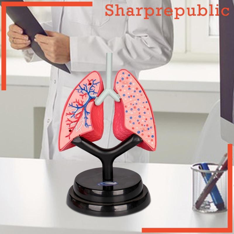 [Sharprepublic] Respiratory System Model DIY Assembly Human Lung Model ...
