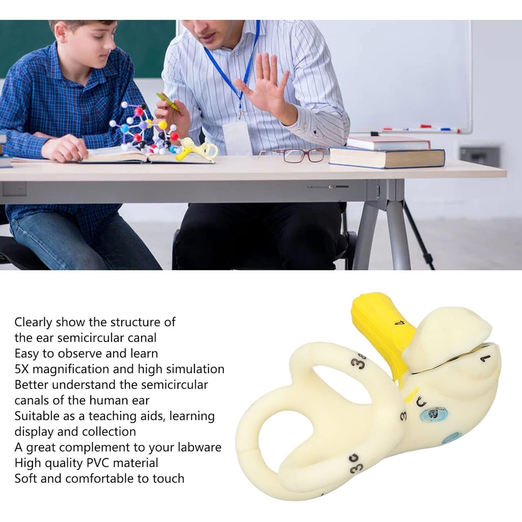 Human Ear Anatomy Model,Ear Labyrinth Model - for Studying Bony and ...