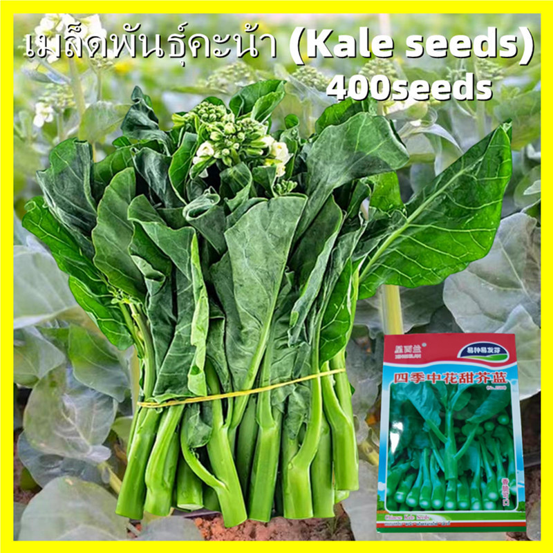Chinese Kale Seeds for Planting High Yield 400pcs Organic Chinese ...