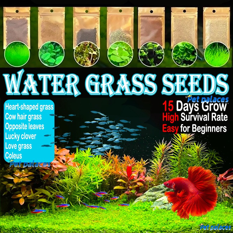 5G Aquatic Plants Water Grass Seeds Aquarium Plant Seed Rumput Air ...