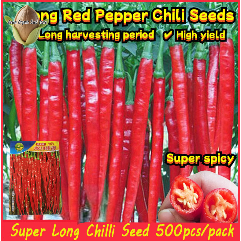 500seeds High Yield Red Long Chili Seeds Super Hot Pepper Seeds for ...