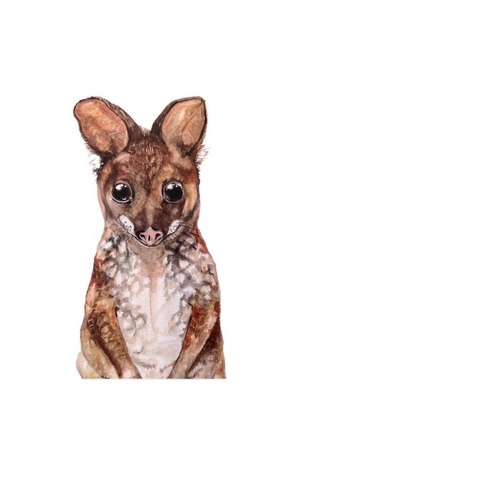 Kangaroo Story Picture Book Paddy O'Melon: The Irish Kangaroo English ...