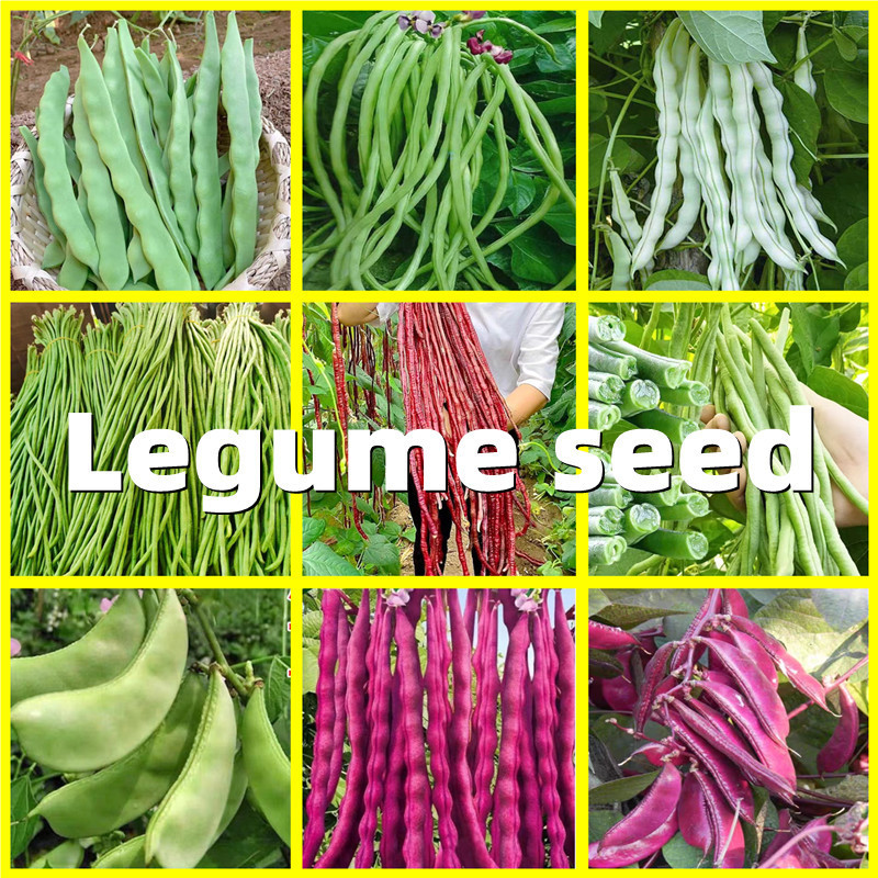 Legume Seed - 9 Kinds of Fresh Beans for Planting Vegetables High ...