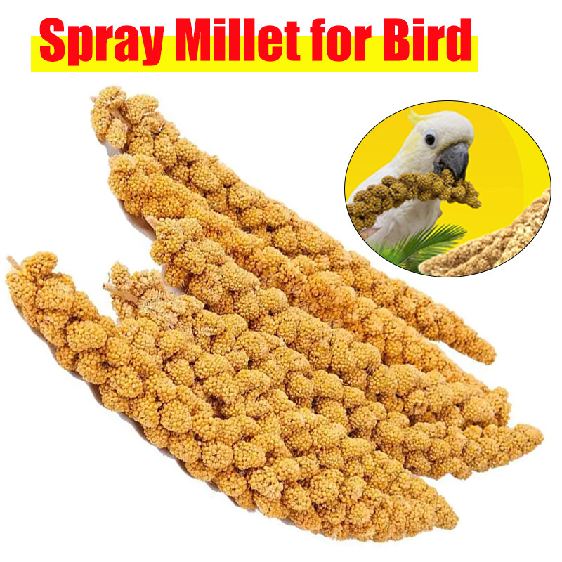 Natural Millet Spray for Birds - Premium Yellow Seeds with Husk ...