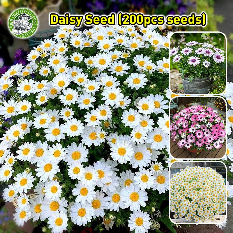 High Quality Daisy Seeds Mix Flower Seeds for Gardening Flowering ...